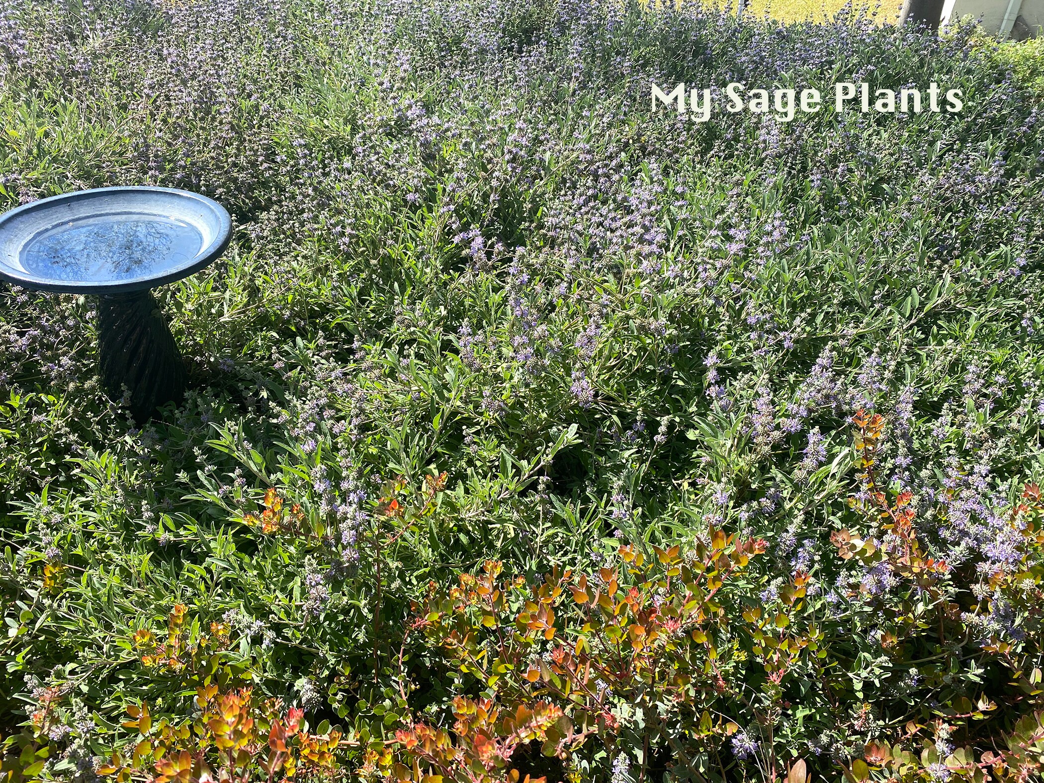 Sage Soap, Freshly Ground Sage With Organic Honey and Goats Milk Great ...