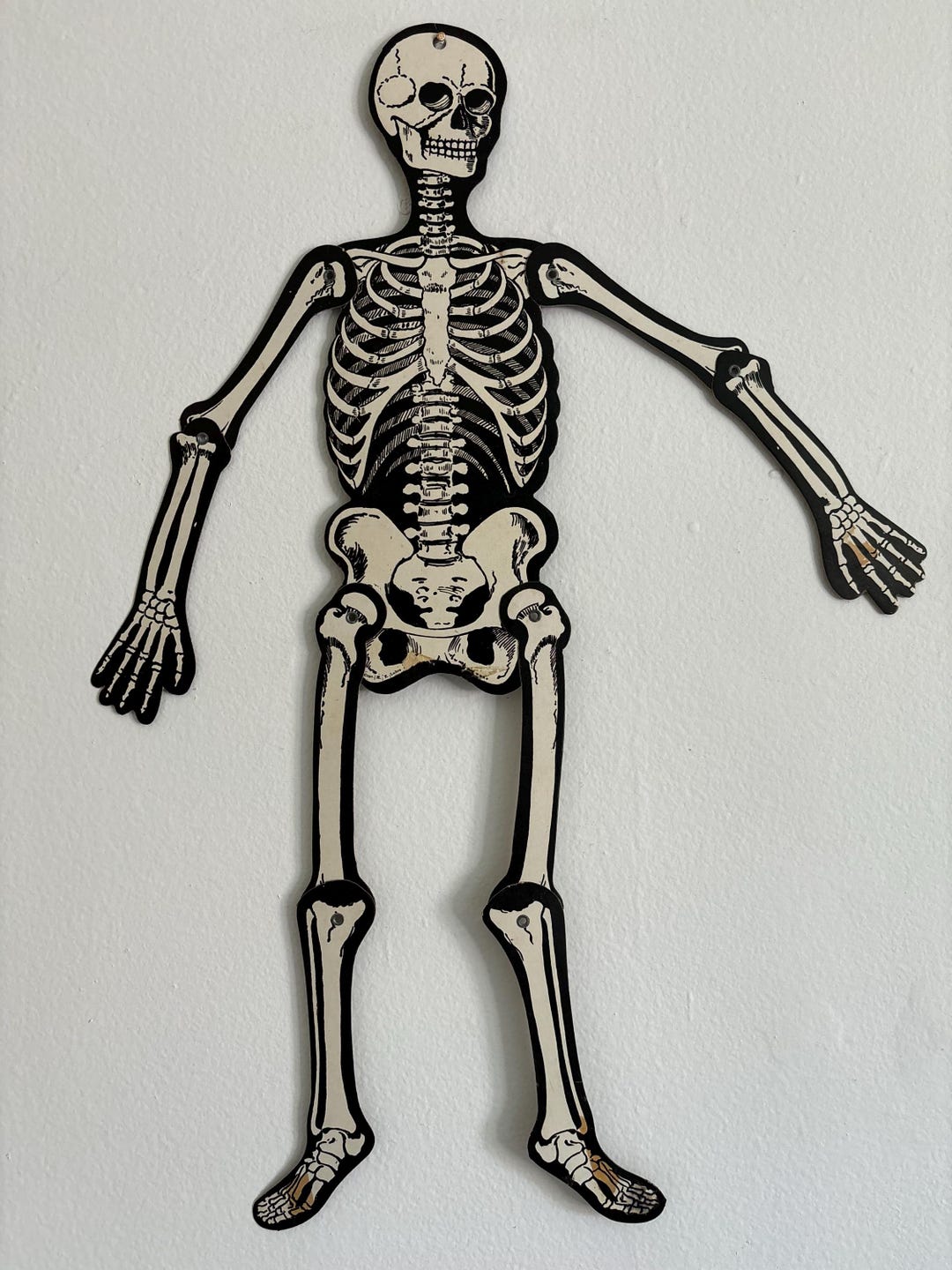 Vintage Halloween 1940s Jointed Skeleton 23in Tall! Made by Beistle HE ...