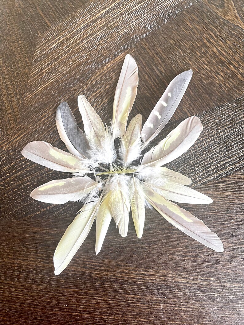 Naturally Shedded Cockatiel Wing/tail Feathers 2-5 Inches - 10 Pieces ...