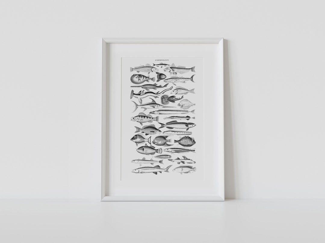 Printable B&W Fish Sketch, Illustration, Vintage Art Print Digital ...