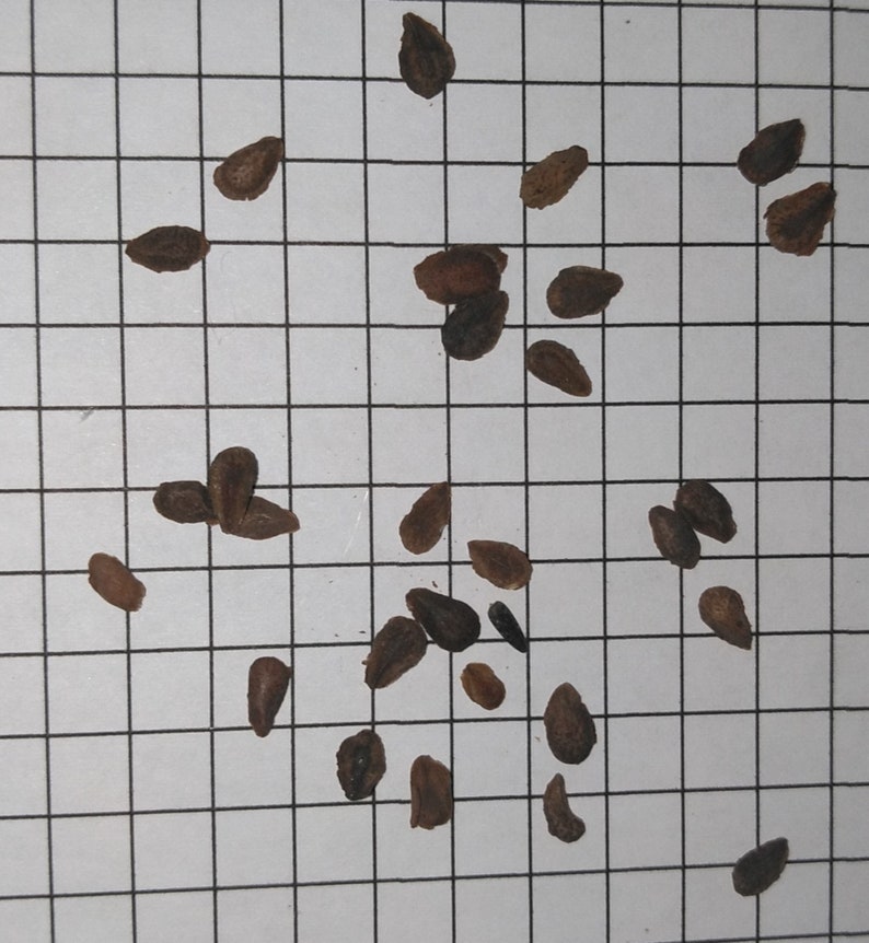 Home & Living Ten Tweedia caerulea 10 Blue Milkweed Vine Seeds Outdoor ...