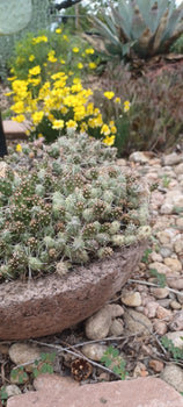 ColdHardyCacti - Etsy