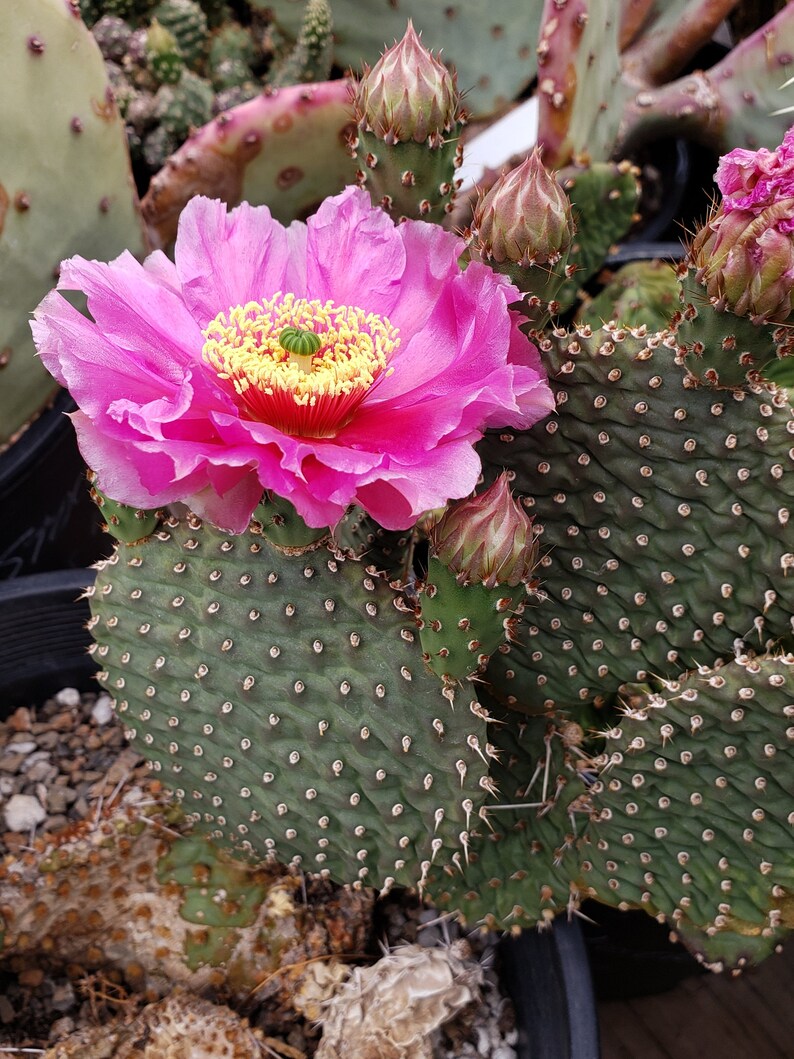 OP104 Opuntia 'blushing Maiden' COLD HARDY Cactus - Etsy