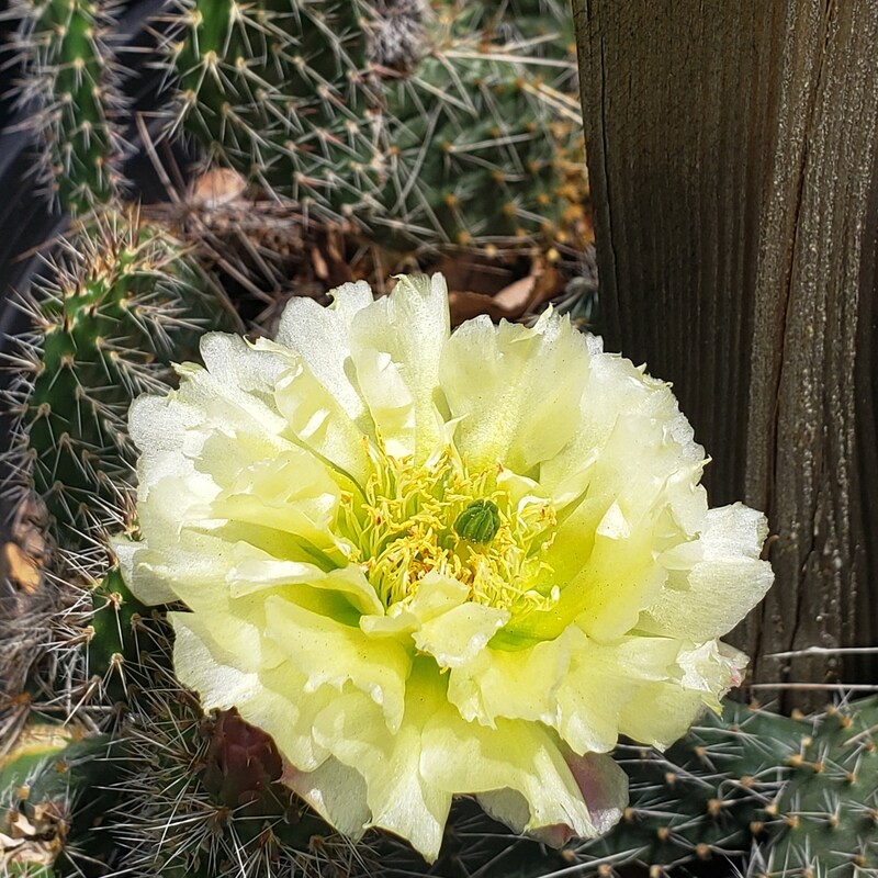 ColdHardyCacti - Etsy