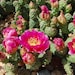 OP027: Opuntia Debreczeyi 'alberta Sunset' (spineless Cat's Paw Cactus ...