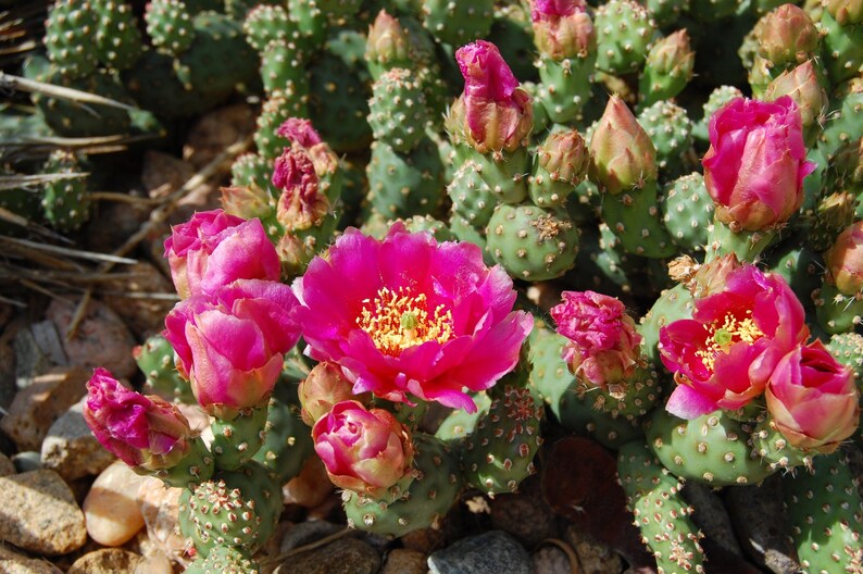 OP027: Opuntia Debreczeyi 'alberta Sunset' (spineless Cat's Paw Cactus ...