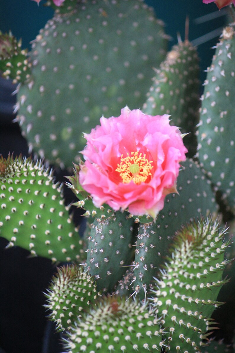 OP104: Opuntia 'blushing Maiden' COLD HARDY Cactus - Etsy