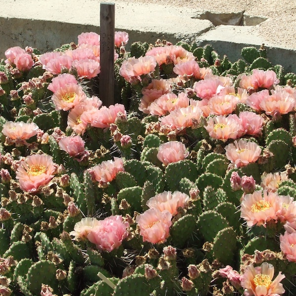 ColdHardyCacti - Etsy