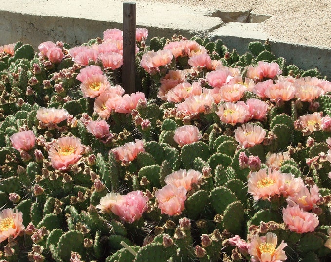 Opuntia Fragilis 'alberta Sunset' COLD HARDY CACTUS - Etsy