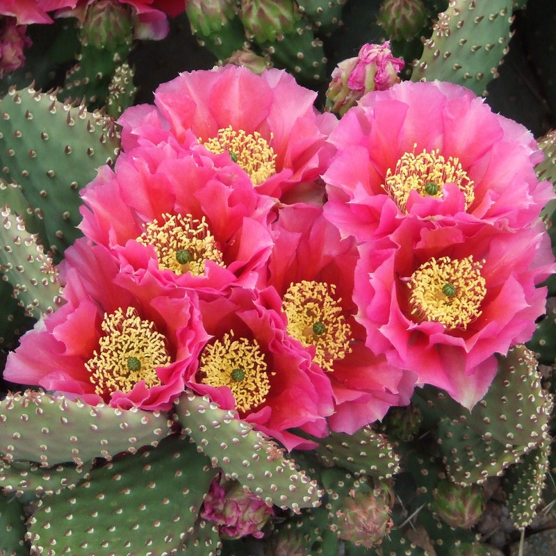 ColdHardyCacti - Etsy