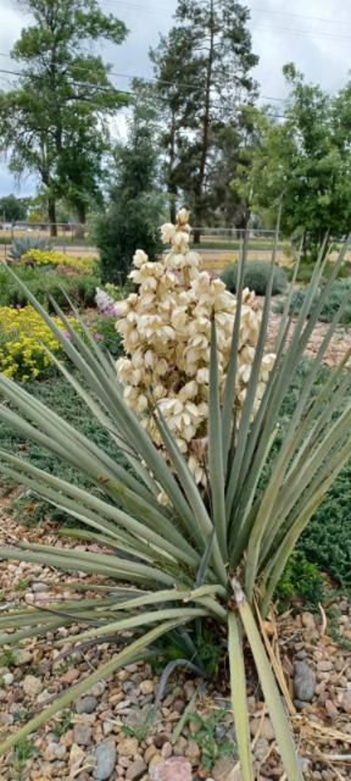 YU011: Yucca Torreyi (torrey's Tree Yucca) COLD HARDY Cactus - Etsy
