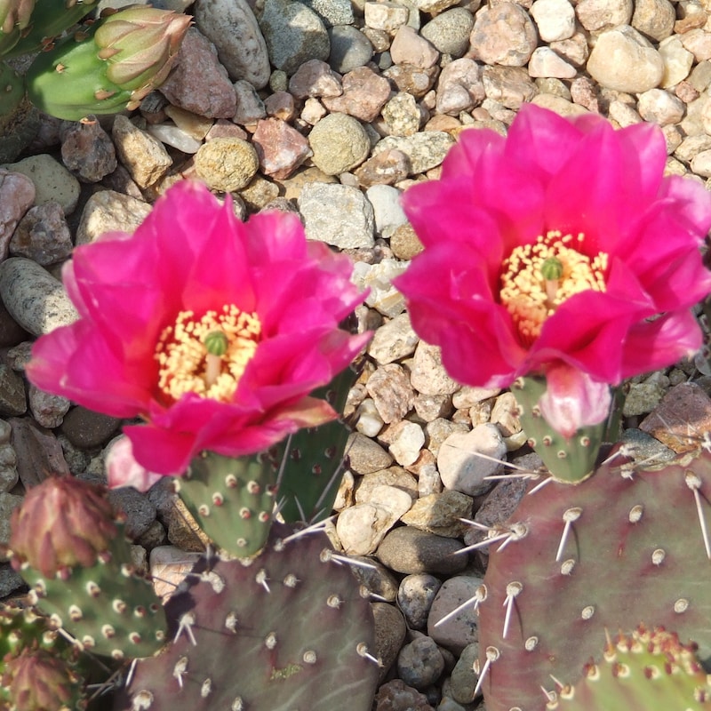 ColdHardyCacti - Etsy