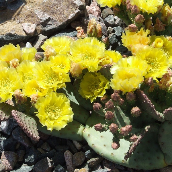 ColdHardyCacti - Etsy