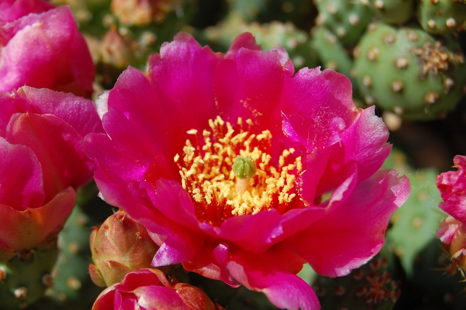 OP027: Opuntia Debreczeyi 'alberta Sunset' spineless Cat's Paw Cactus ...