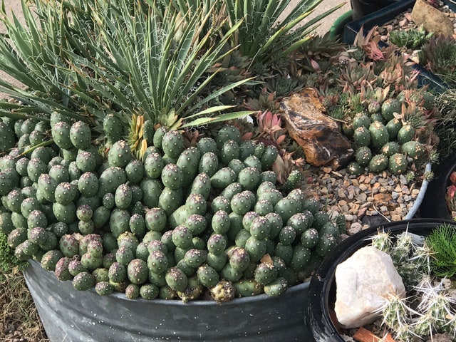 ColdHardyCacti - Etsy