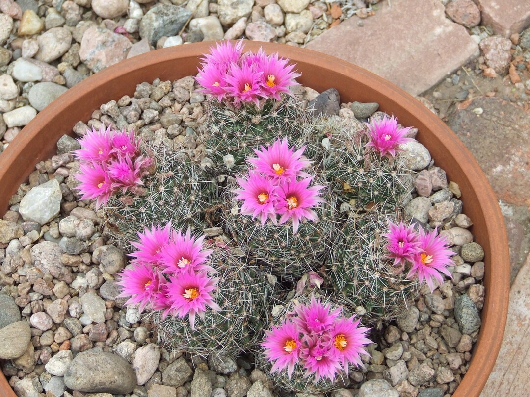 CO001: Coryphantha Vivipara (southern CO) COLD Hardy Cactus - Etsy