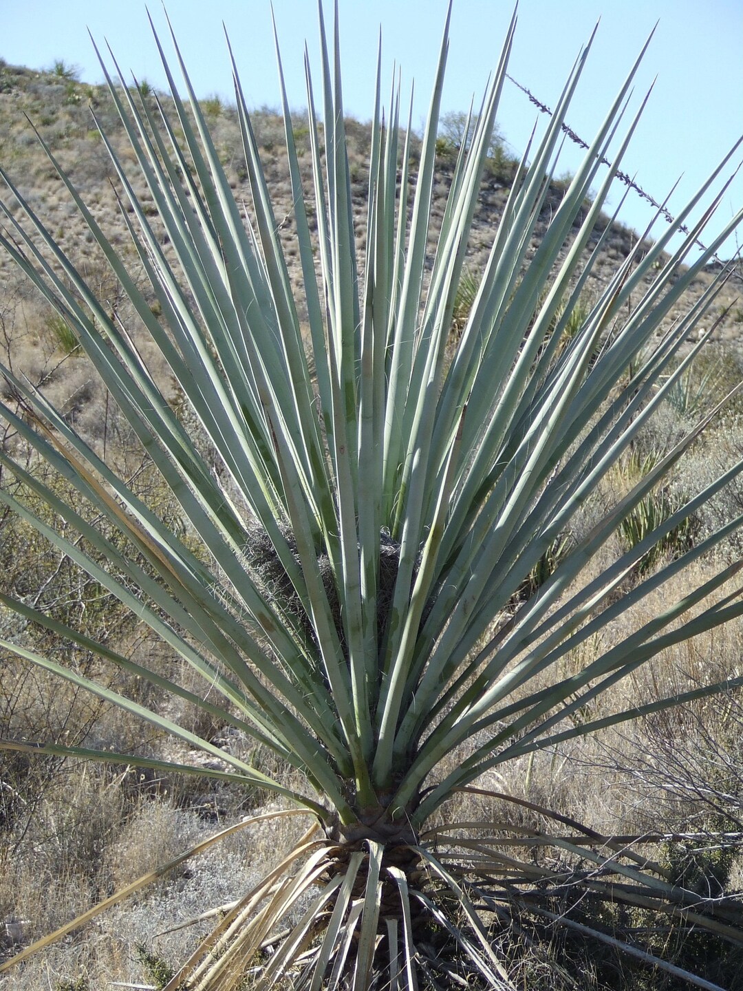 YU011: Yucca Torreyi (torrey's Tree Yucca) COLD HARDY Cactus - Etsy