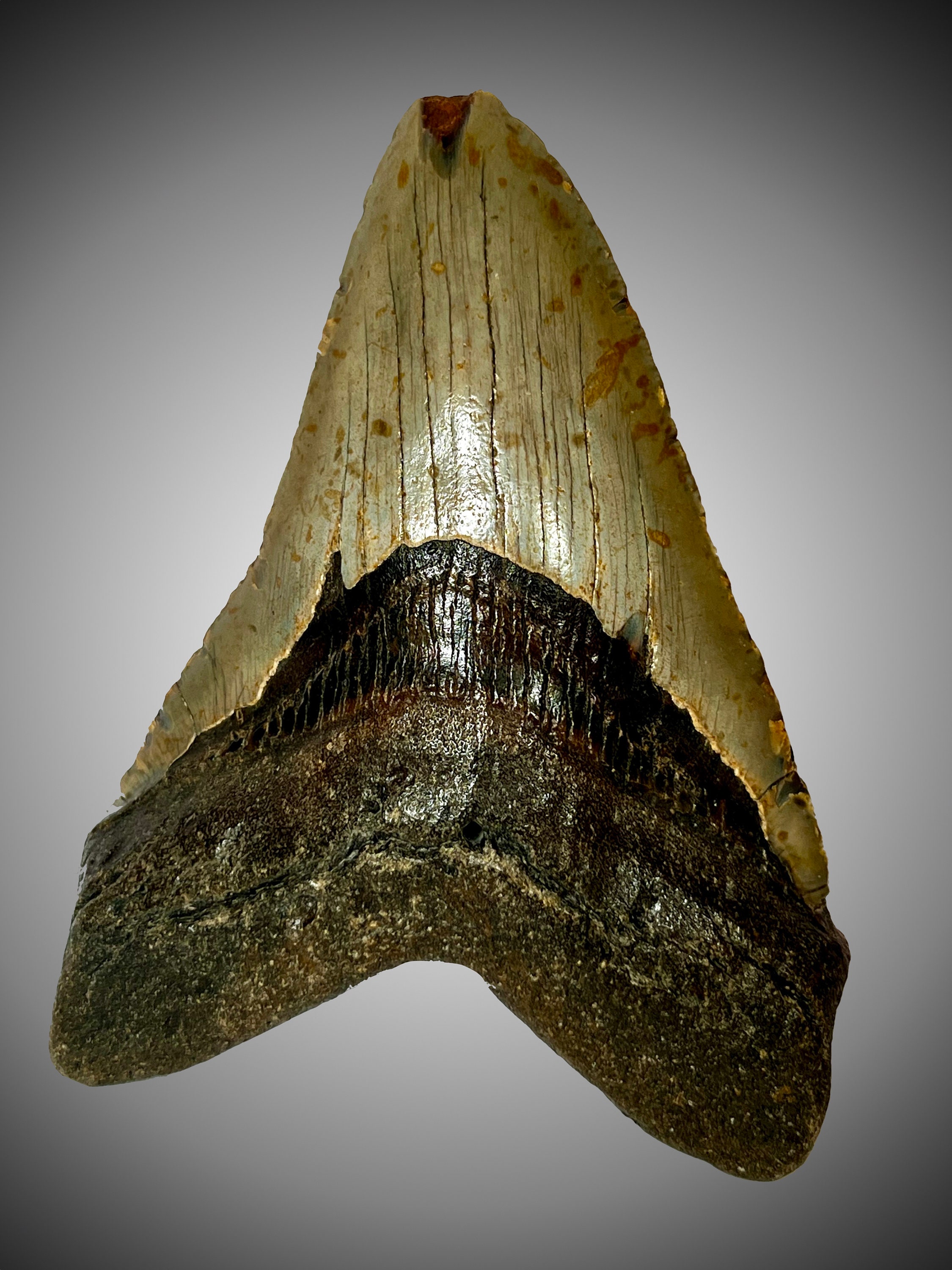 6 Inch MEG monster Megalodon Tooth 6.03 X 4.23 329g 11.55 Oz free ...