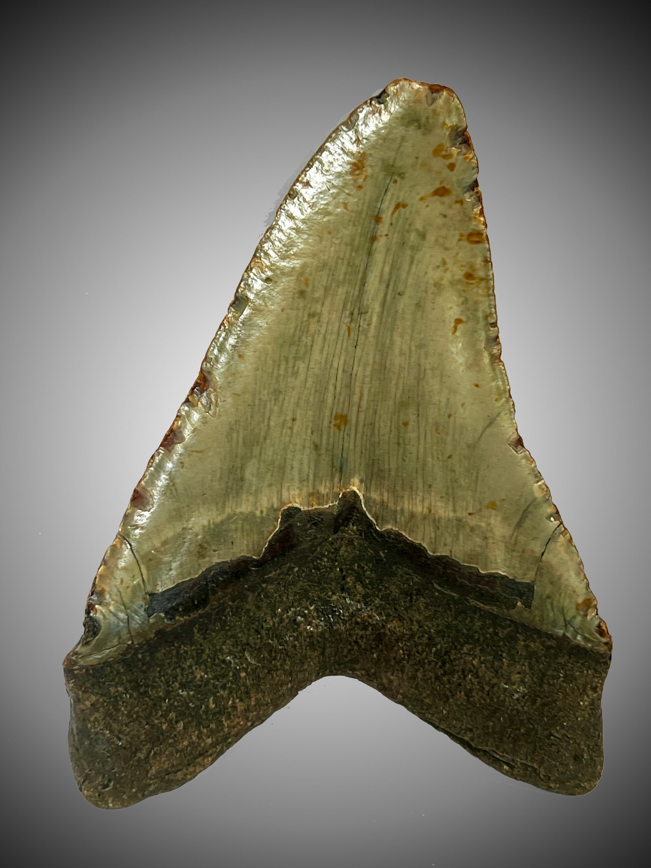 6 Inch MEG monster Megalodon Tooth 6.03 X 4.23 329g 11.55 Oz free ...