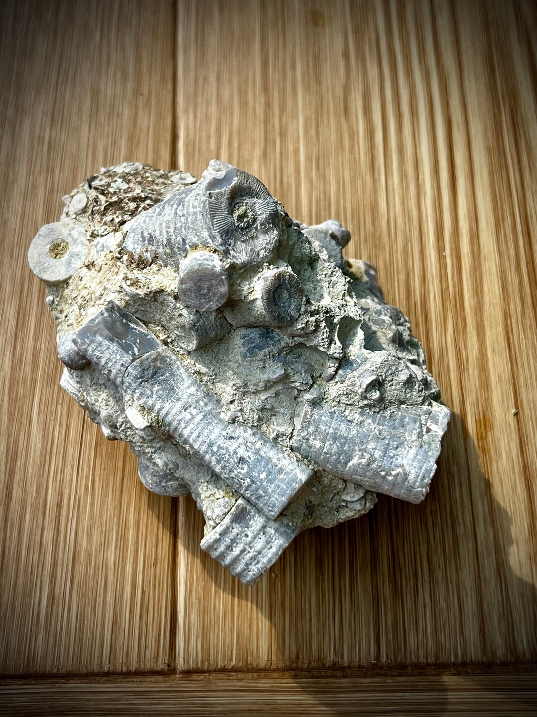 Medium Crinoid Fossil Plate, Pickett County Tennessee *free Shipping* - Etsy