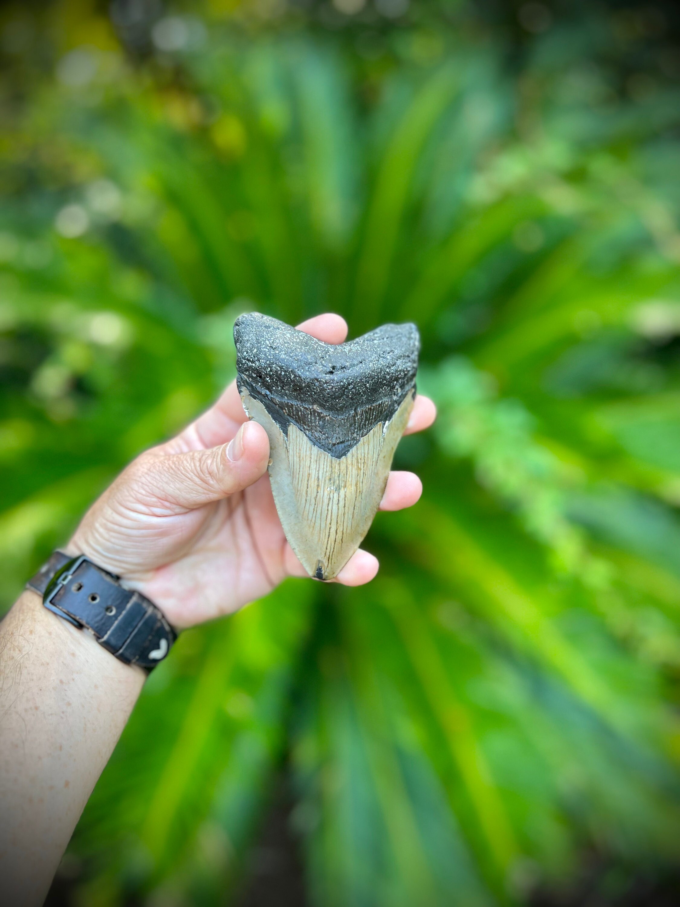 Megalodon Tooth dark Root 4.43 X 3.03 free Shipping fossil, 4 Inch Meg ...