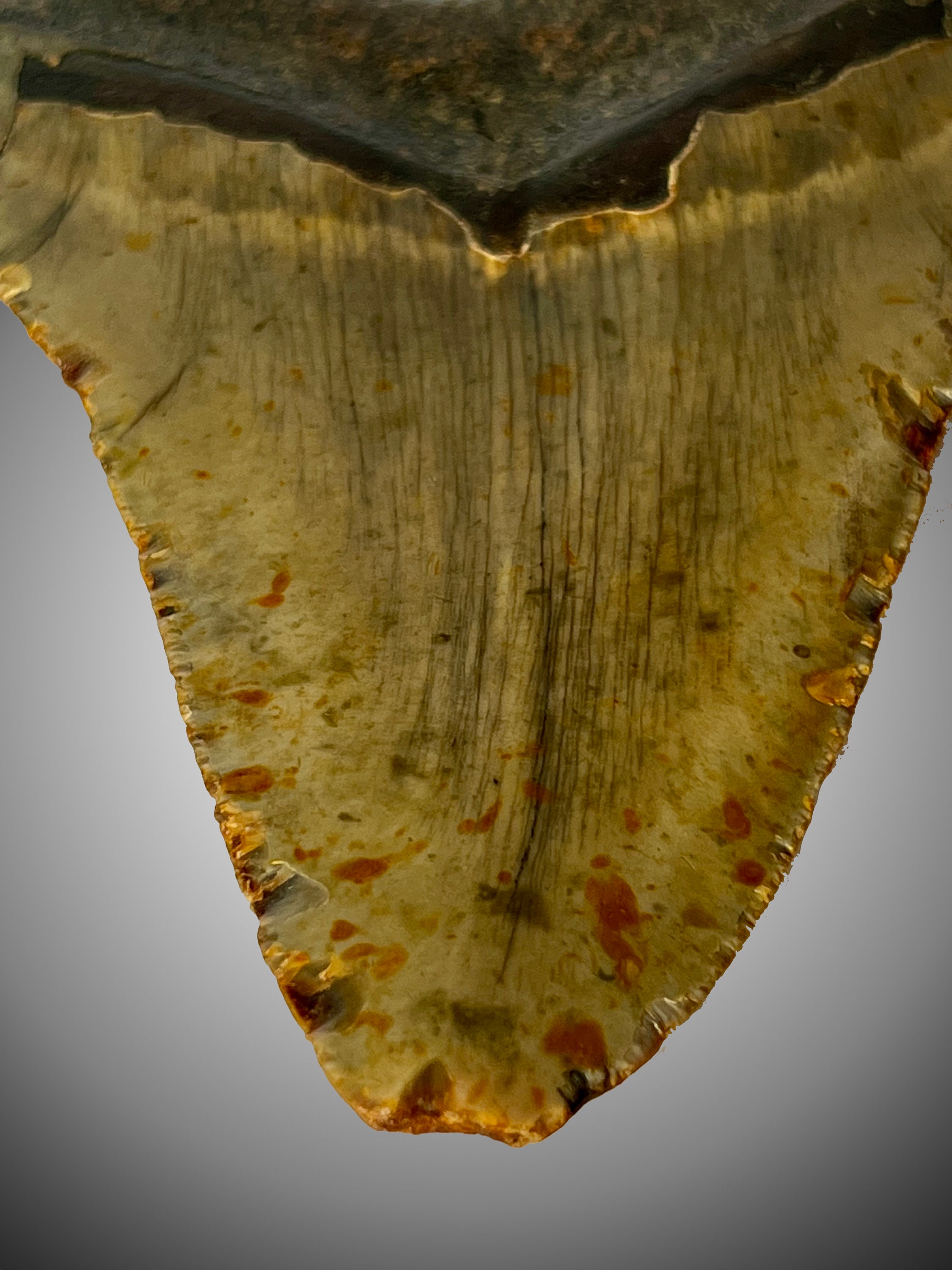 6 Inch MEG monster Megalodon Tooth 6.03 X 4.23 329g 11.55 Oz free ...