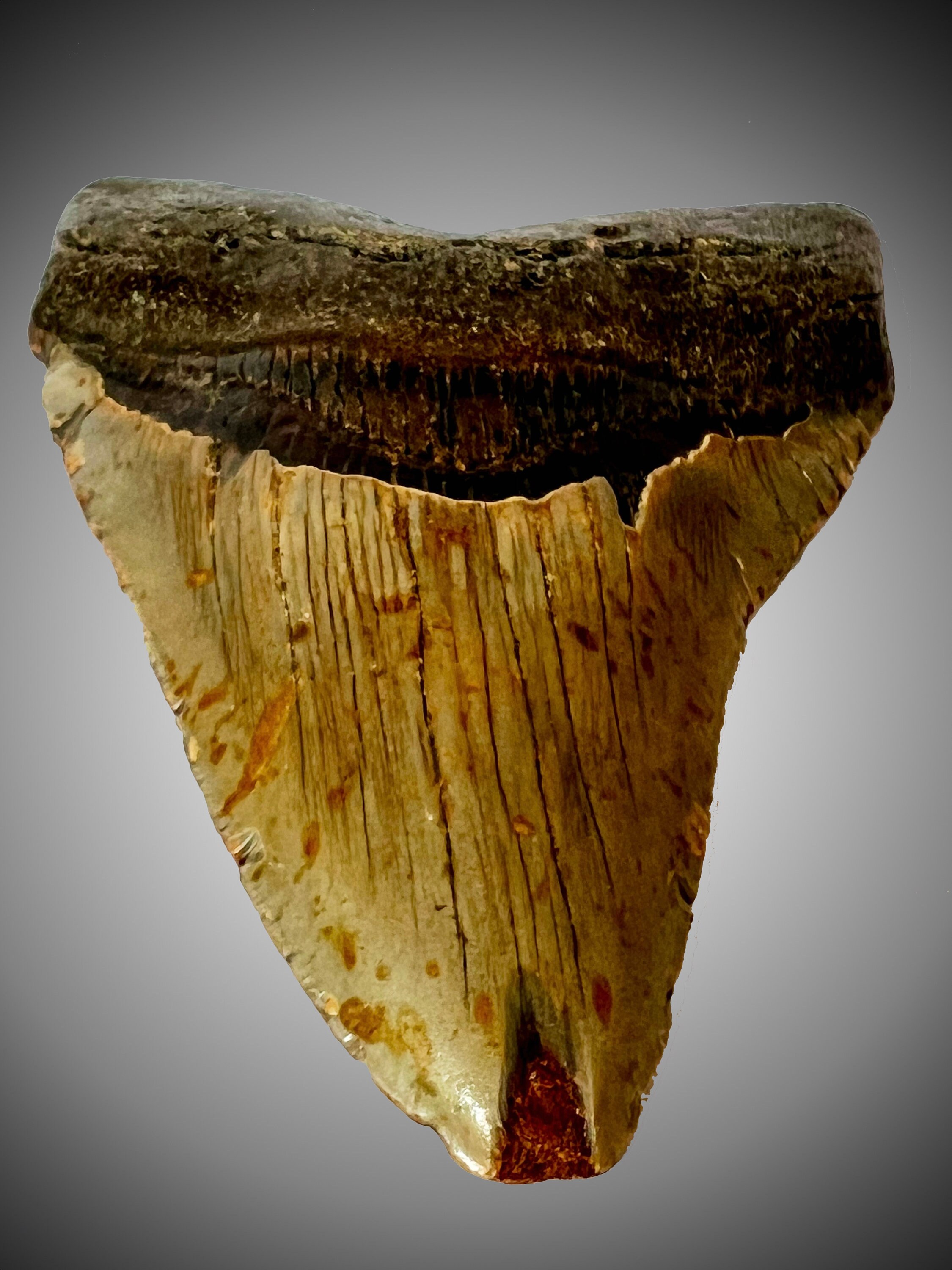 6 Inch MEG monster Megalodon Tooth 6.03 X 4.23 329g 11.55 Oz free ...