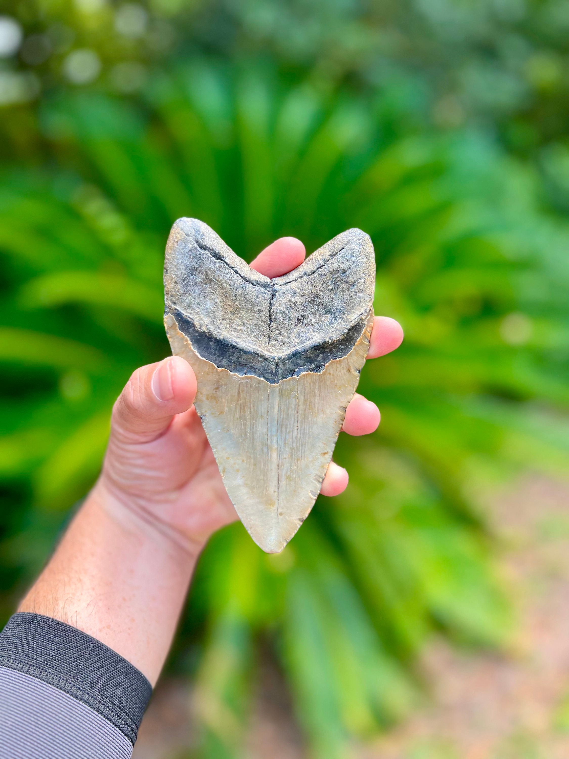 Huge Megalodon Tooth scar 5.23 X 3.35 free Shipping fossil, 5 Inch Meg ...