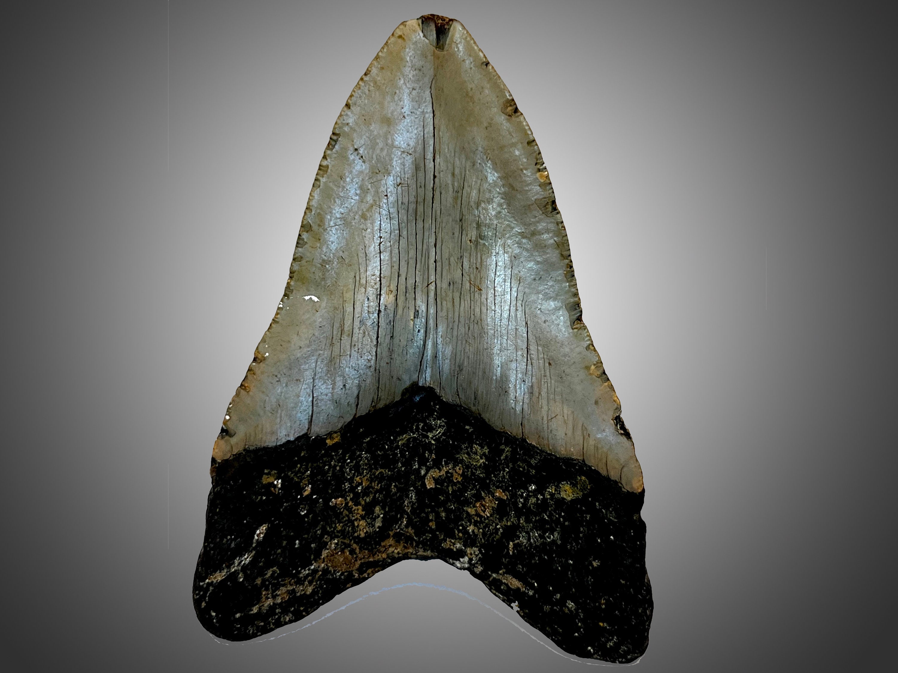 Megalodon Tooth dark Root 4.43 X 3.03 free Shipping fossil, 4 Inch Meg ...