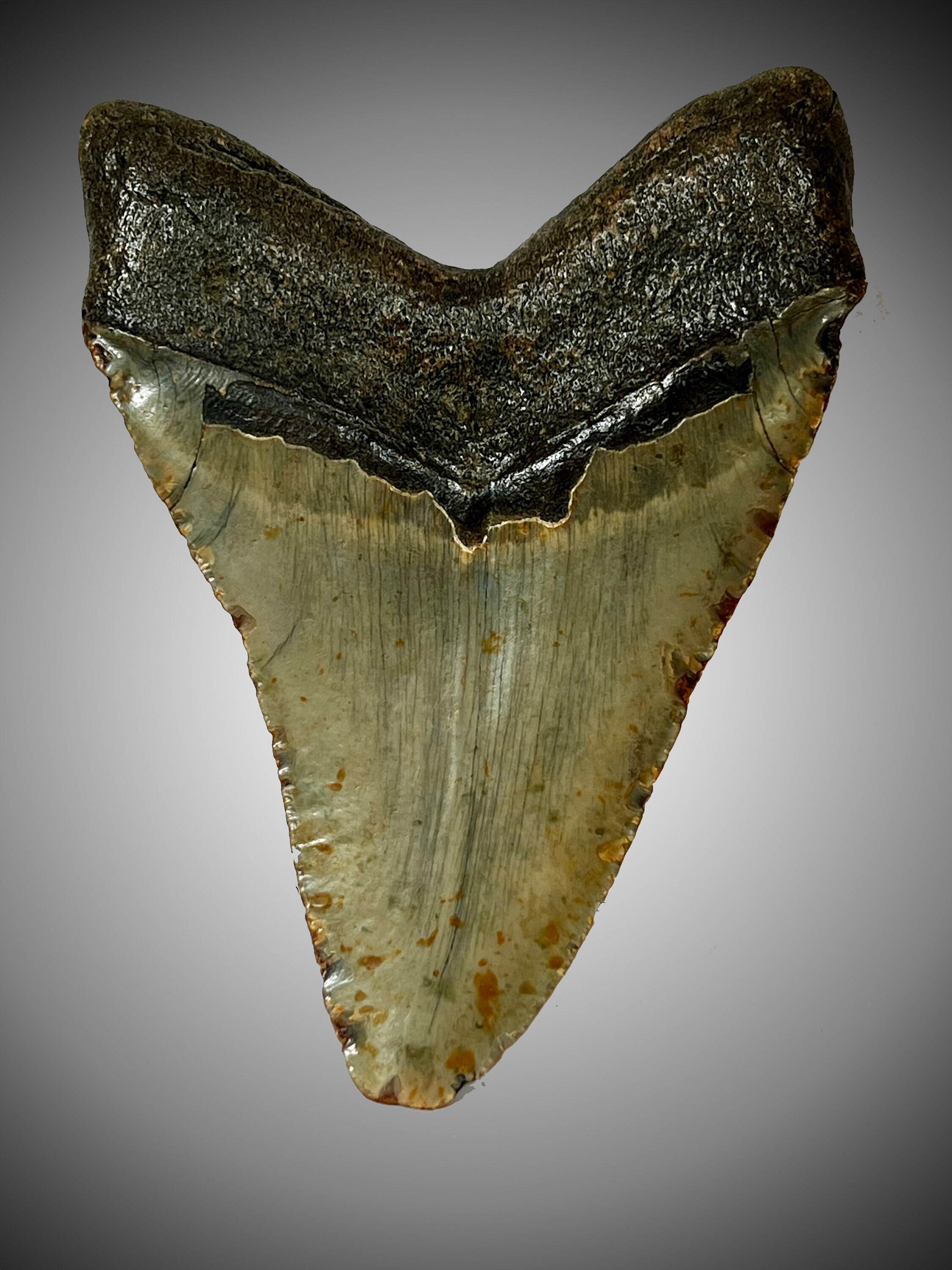 6 Inch MEG monster Megalodon Tooth 6.03 X 4.23 329g 11.55 Oz free ...