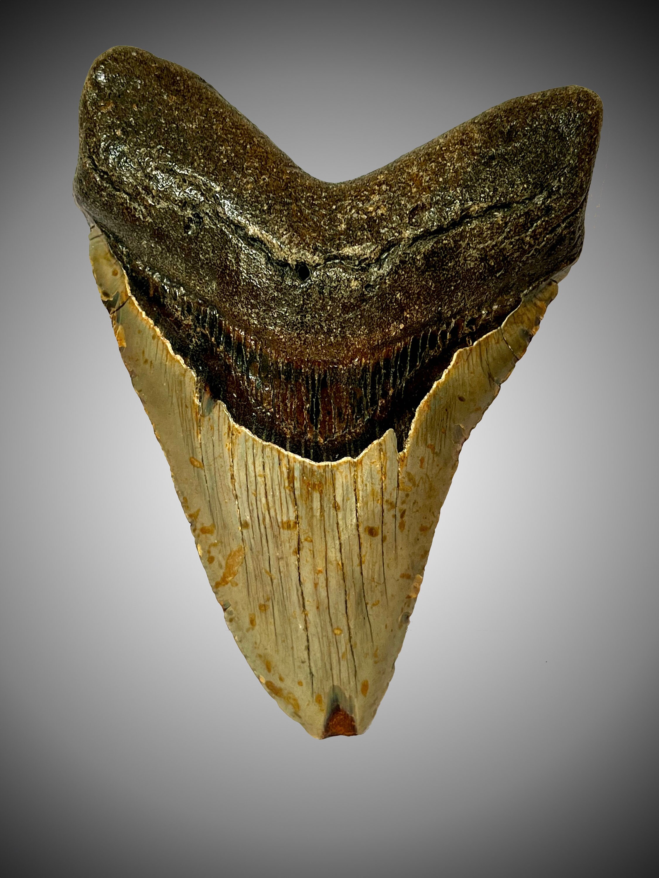 6 Inch MEG monster Megalodon Tooth 6.03 X 4.23 329g 11.55 Oz free ...