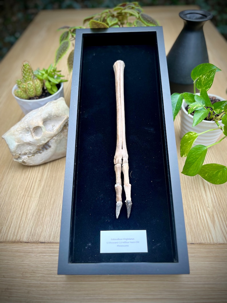 Mounted Articulated Fossil Deer Leg *free Shipping* (pleistocene Ice ...