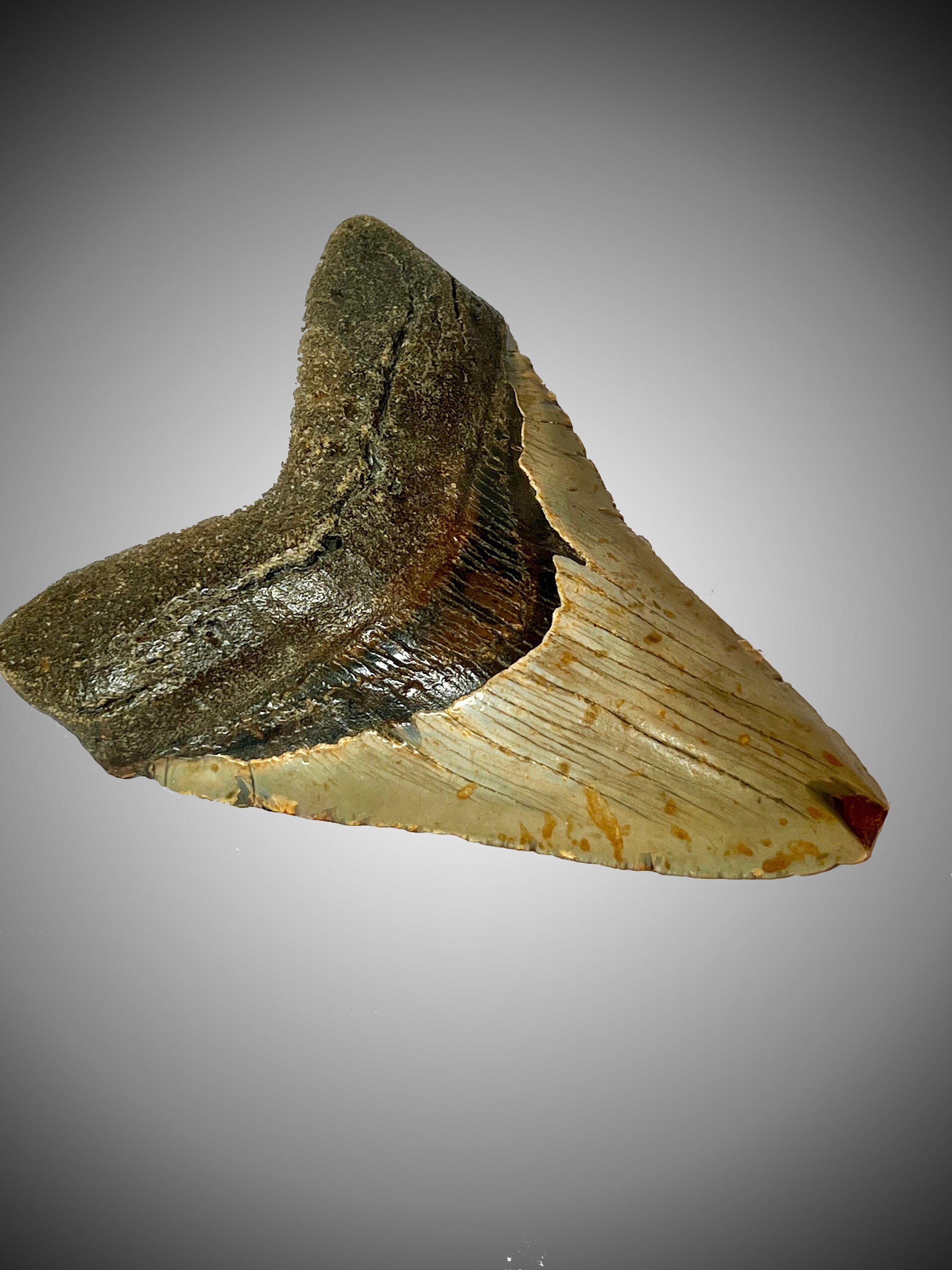 6 Inch MEG monster Megalodon Tooth 6.03 X 4.23 329g 11.55 Oz free ...