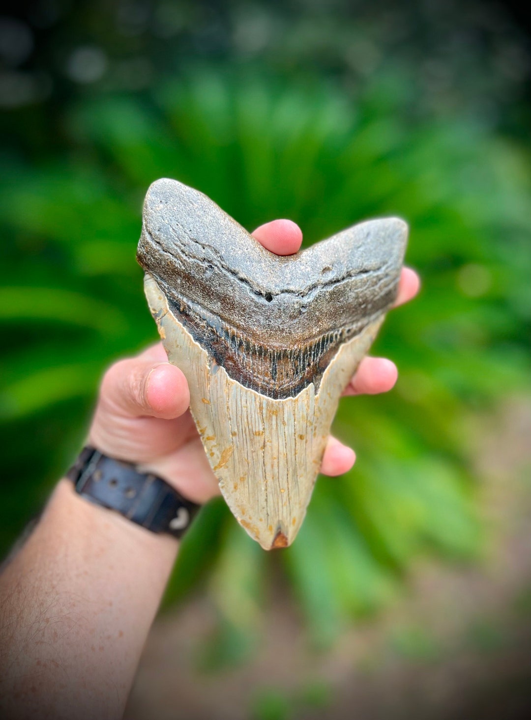 6 Inch MEG!!! "monster" Megalodon Tooth 6.03" X 4.23" 329g 11.55 Oz ...
