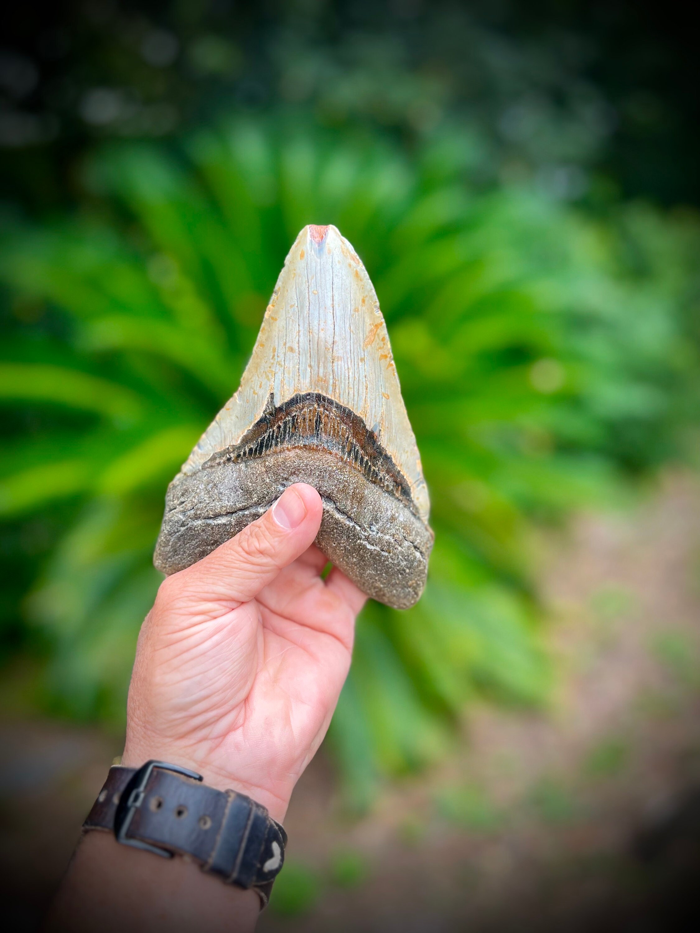 6 Inch MEG monster Megalodon Tooth 6.03 X 4.23 329g 11.55 Oz free ...