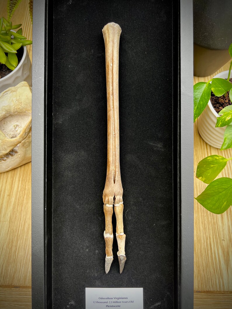 Mounted Articulated Fossil Deer Leg *free Shipping* (pleistocene Ice ...