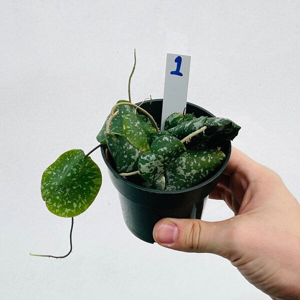 Hoya Imbricata - Etsy