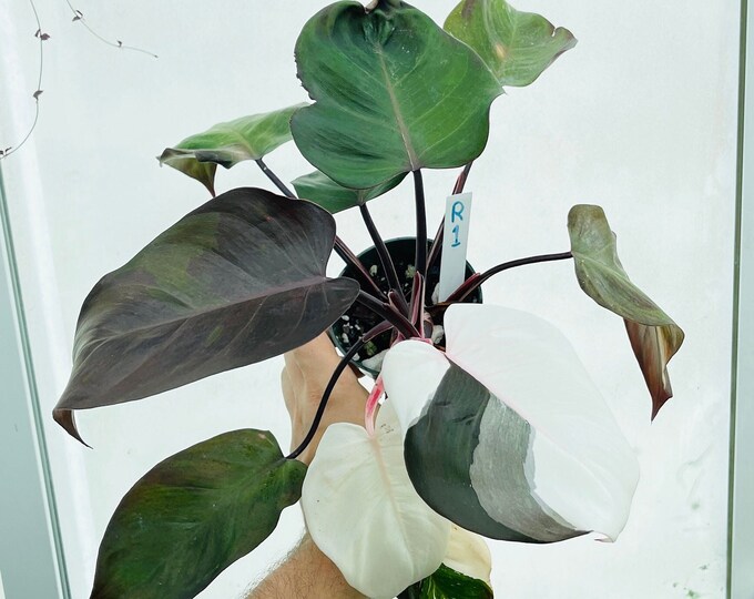 Philodendron Red Anderson Plant FREE SHIPPING Fully Rooted Plant High ...