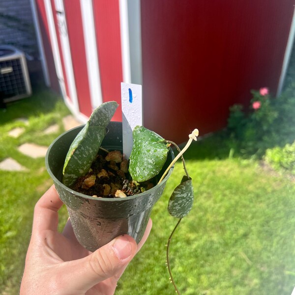 Hoya Imbricata - Etsy