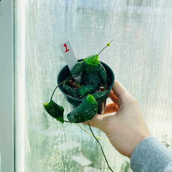 Hoya Imbricata - Etsy