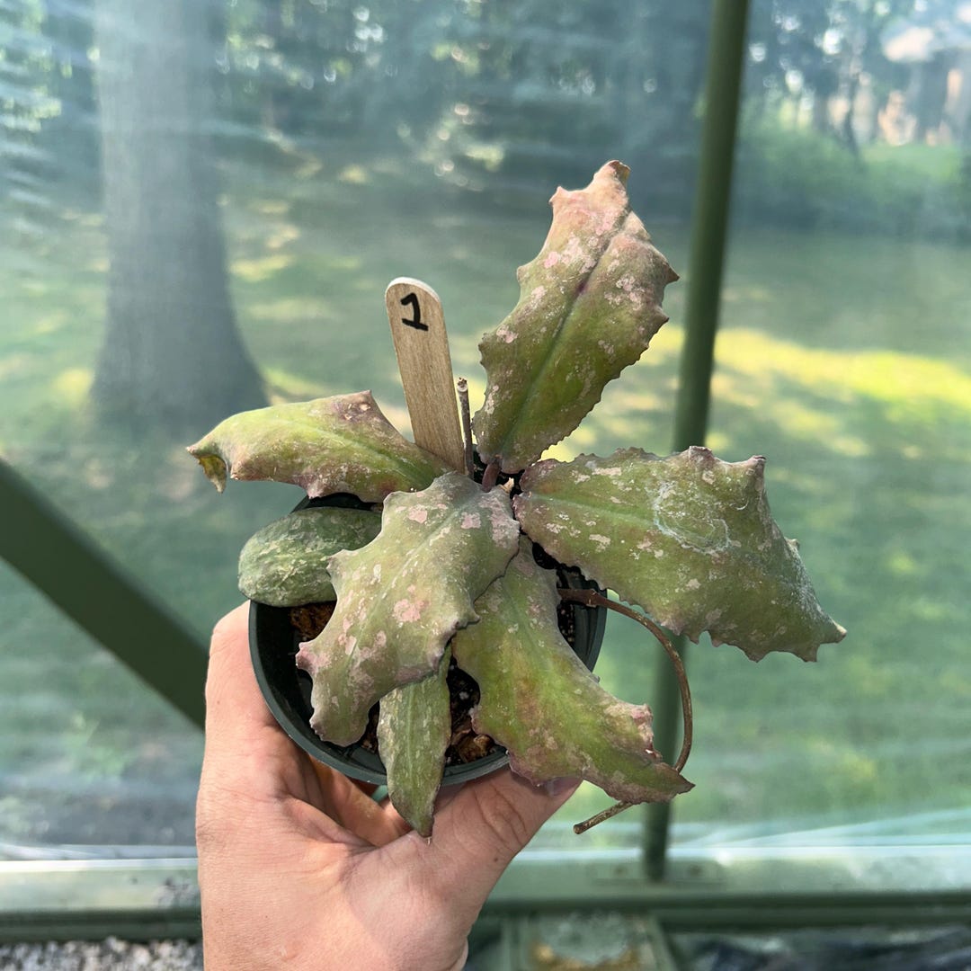 Hoya Undulata Plant | Potted Hoya Plant | Indoor Tropical Houseplant - Etsy
