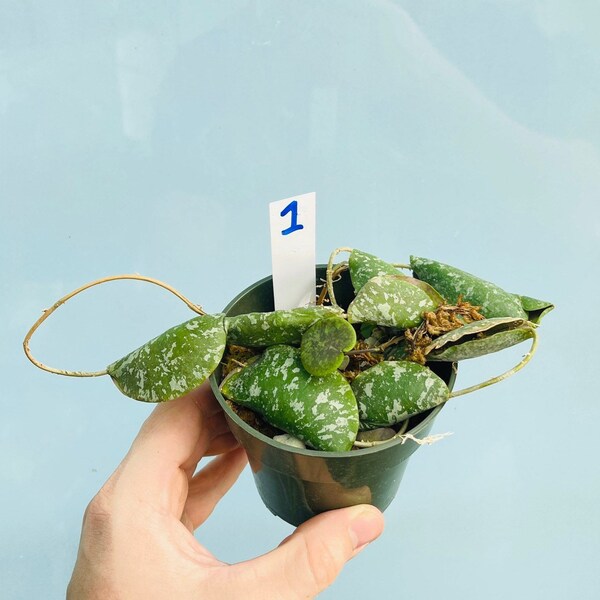 Hoya Imbricata - Etsy