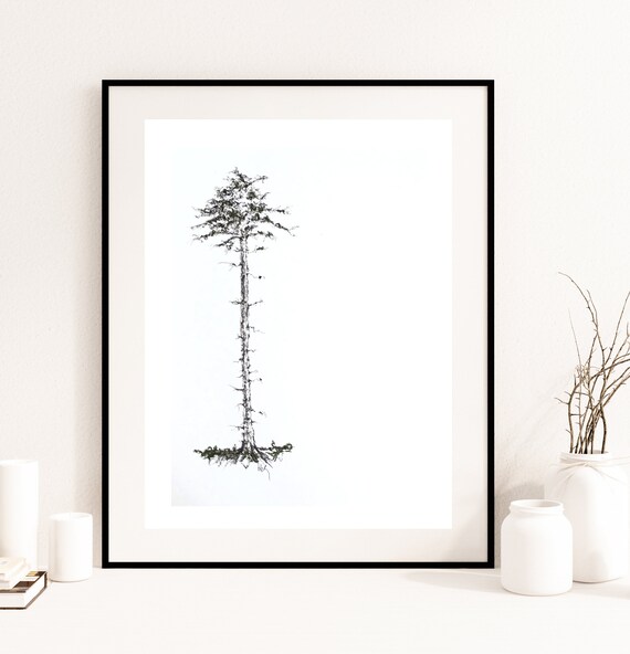 Pine Tree Charcoal Drawing