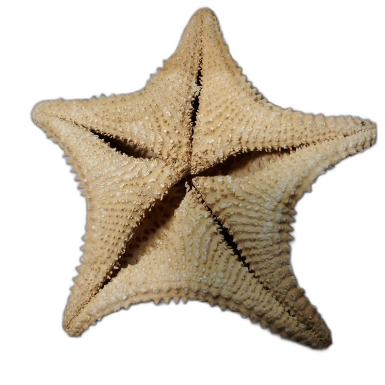 Large 11 Real Starfish Dried Genuine Ocean Beach Old Original Fossil - Etsy