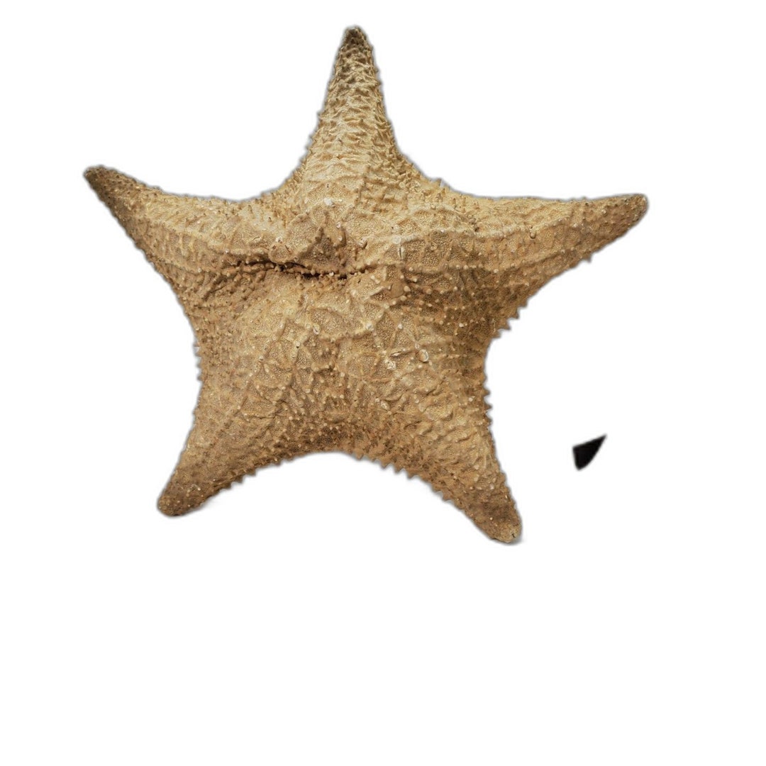Large 11 Real Starfish Dried Genuine Ocean Beach Old Original Fossil - Etsy