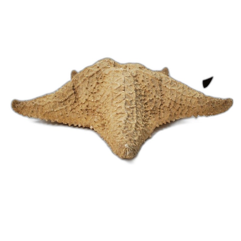 Large 11 Real Starfish Dried Genuine Ocean Beach Old Original Fossil - Etsy