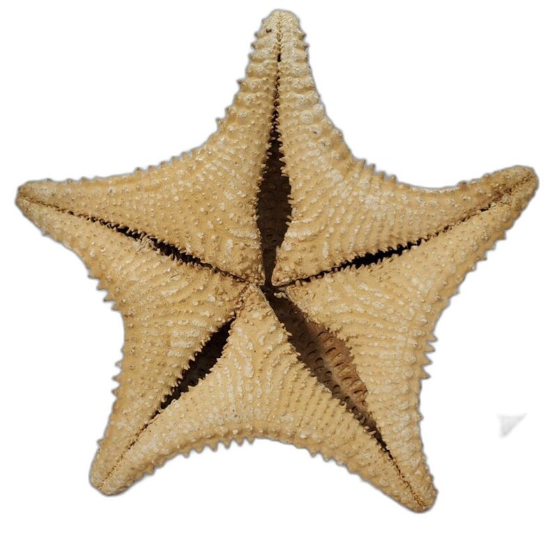 Large 11 Real Starfish Dried Genuine Ocean Beach Old Original Fossil - Etsy