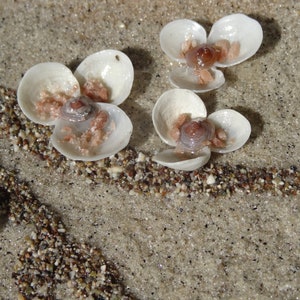 Painting of Shells and Sand sakura Branch - Etsy