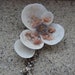 Painting of Shells and Sand sakura Branch - Etsy