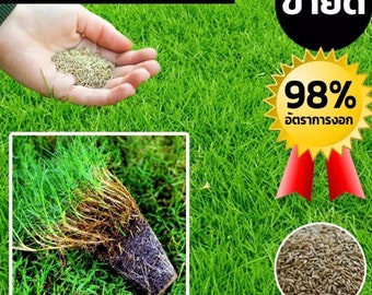 Blackjack II maya Bermuda Grass Seed - Etsy